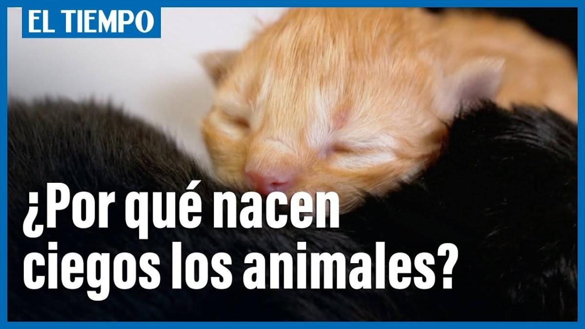 ¿Por qué los animales nacen ciegos?