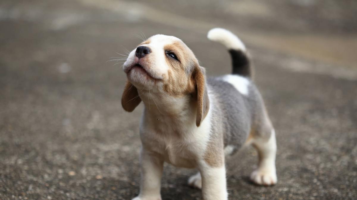 'La predicción de la adopción', una iniciativa para impulsar la ...