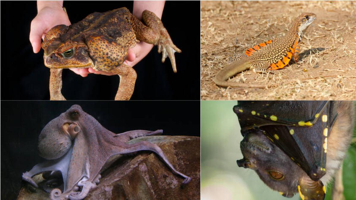 Estos son los 10 animales más raros del mundo