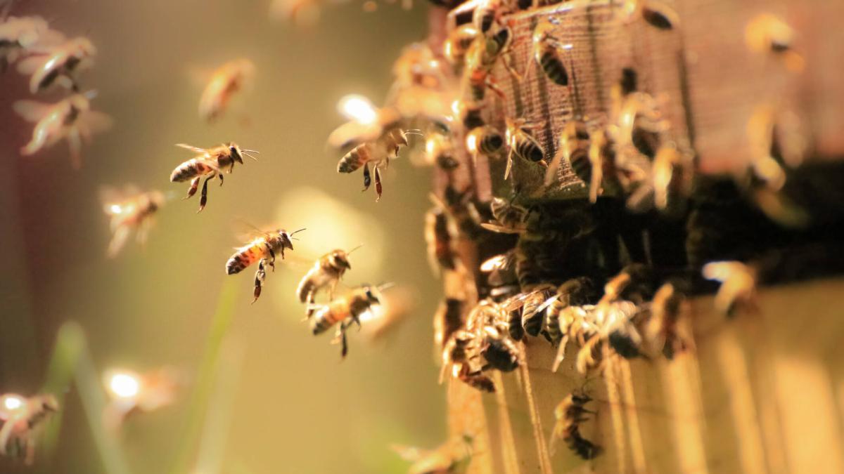 ¿Qué hacer si a su mascota la picó una abeja?: La observación constante ...