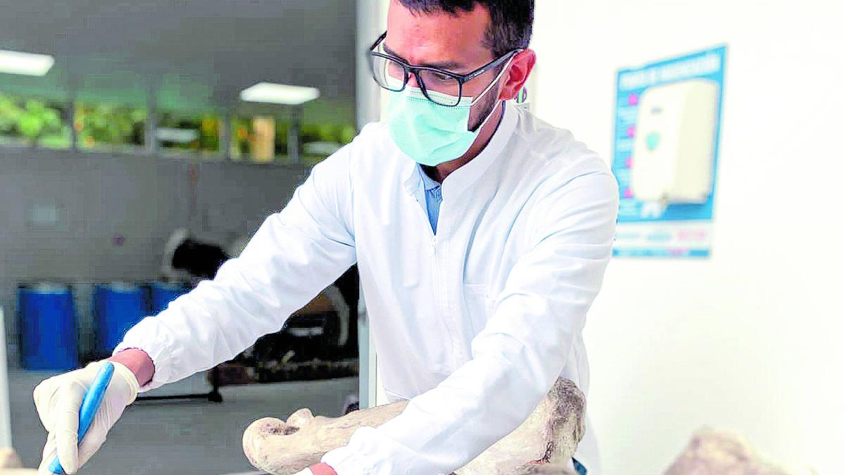 Antioquia: En un 70% avanza la reconstrucción de la elefanta 'Leidy'