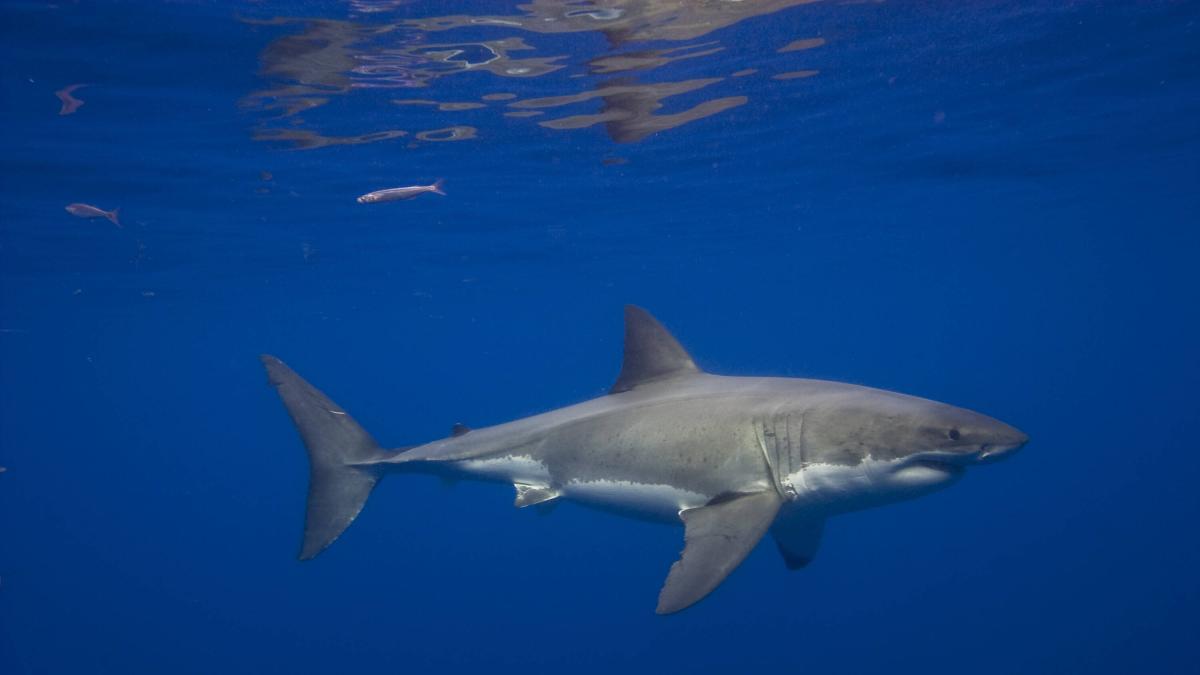 El tiburón ya no es el rey del océano: su lugar lo están tomando las rayas