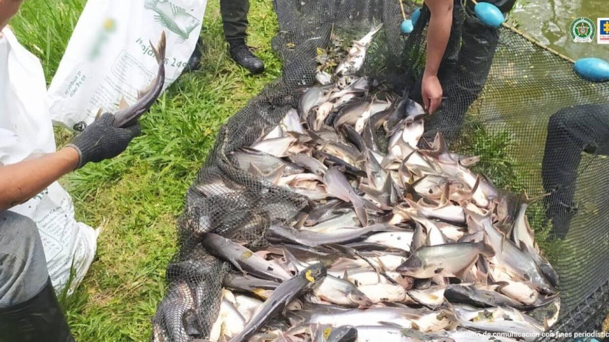 Intervienen criaderos de pez basa en Caquetá y Huila