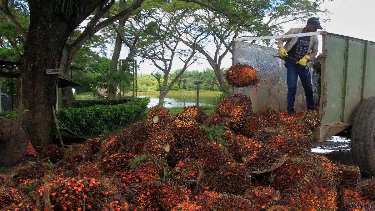 Alerta en Cesar por plaga que afecta a la palma de aceite