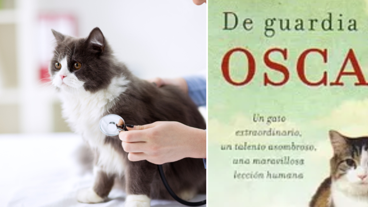 Óscar: el gato que logro predecir la muerte de más de 100 personas