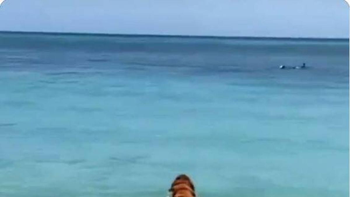Perro practicando nado sincronizado se hace viral en redes