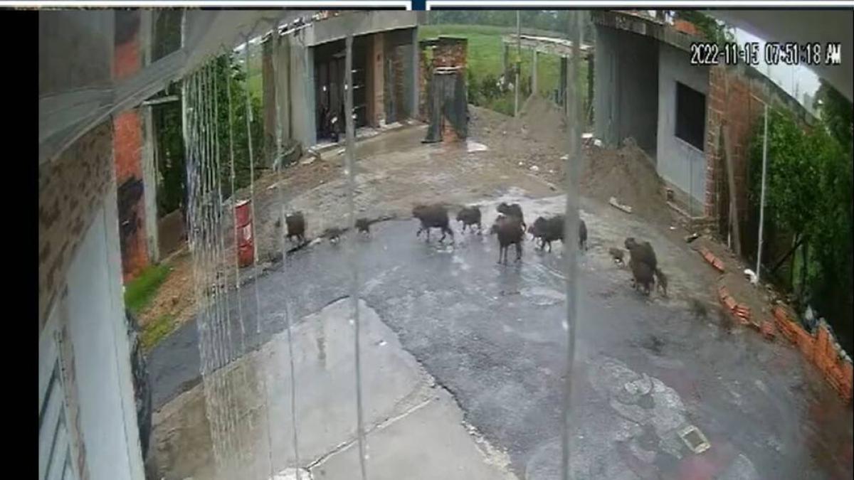 Chiguiros en fila salieron a las calles de Barrancabermeja