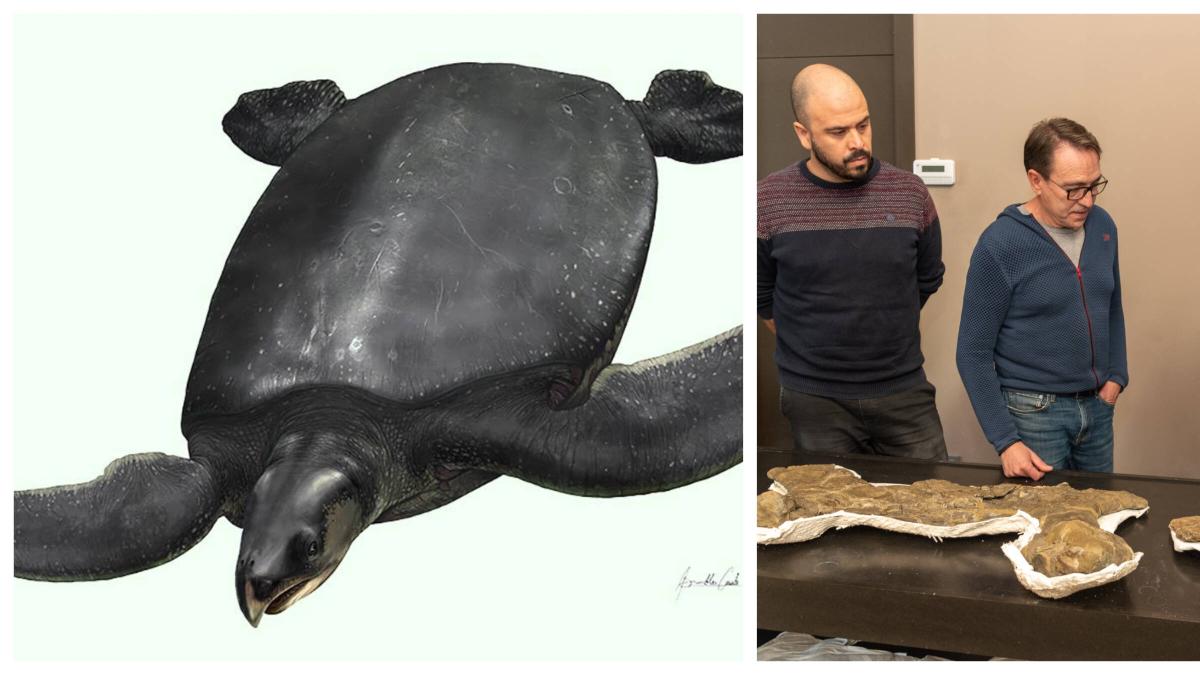 ¡Impresionante! hallan el fósil de una mega tortuga del tamaño de un carro