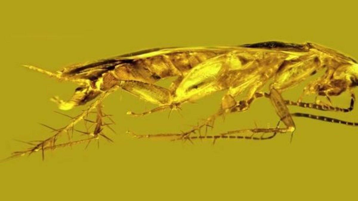 Descubren la primera cucaracha fósil con espermatozoides