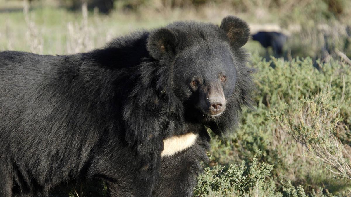 Familia compró un perro grande y terminó siendo un oso