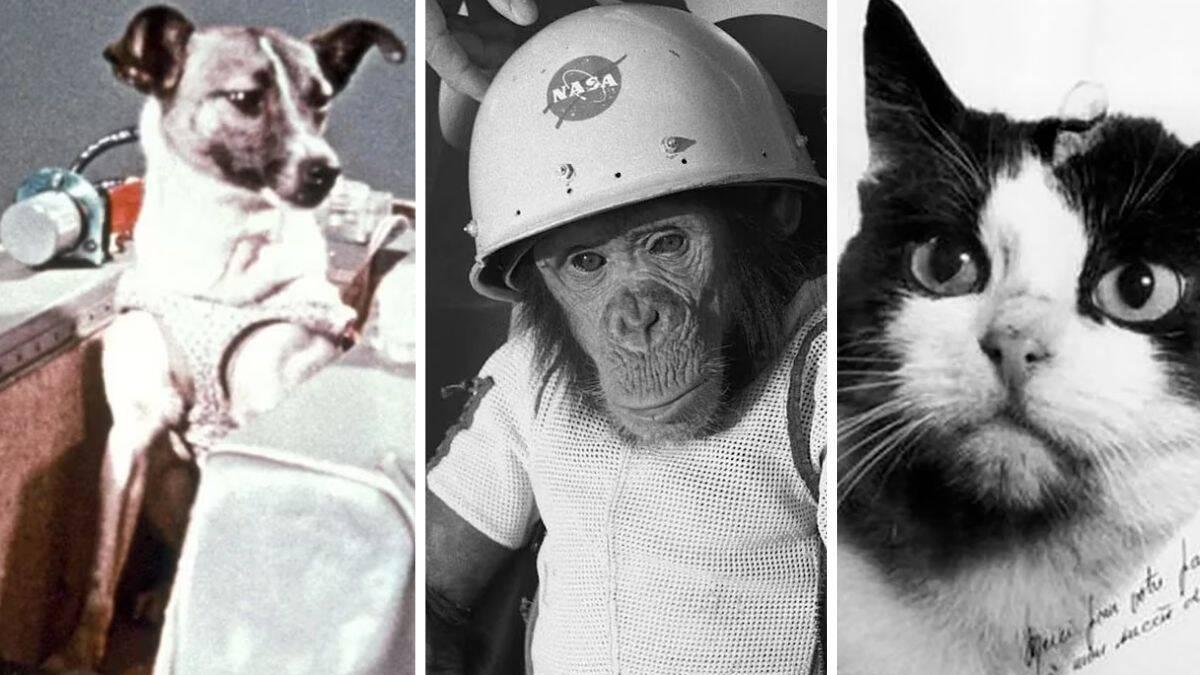 Estos son los animales que han viajado al espacio en la historia