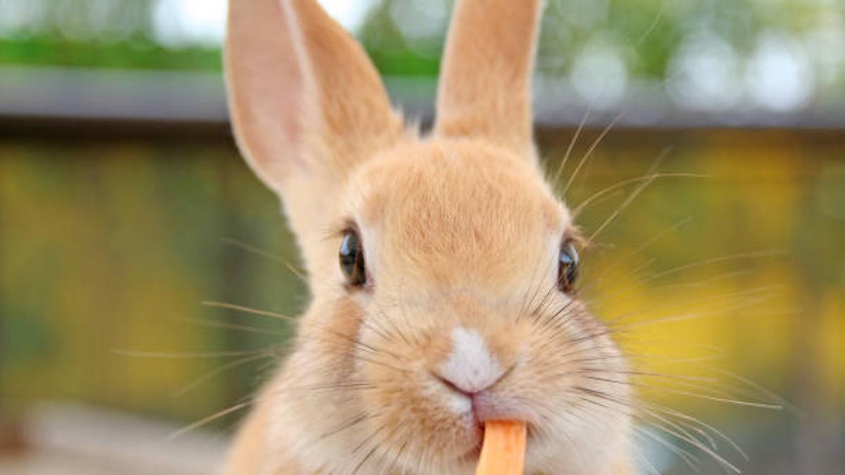 Conejos:¿dónde viven y qué comen los conejos?