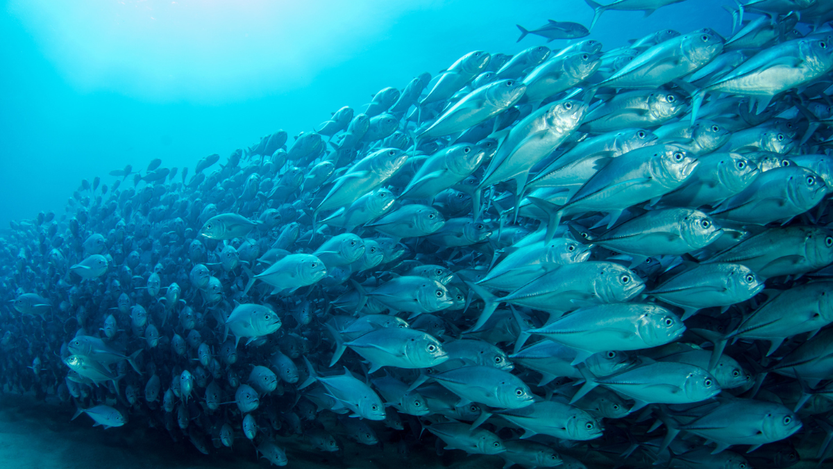 Pescados del mar: ¿cuáles son los peces más comunes en Colombia?