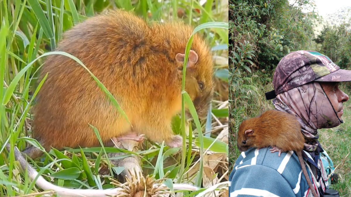 Reaparece el Toro de los Chusques, especie que se creía extinta en Colombia