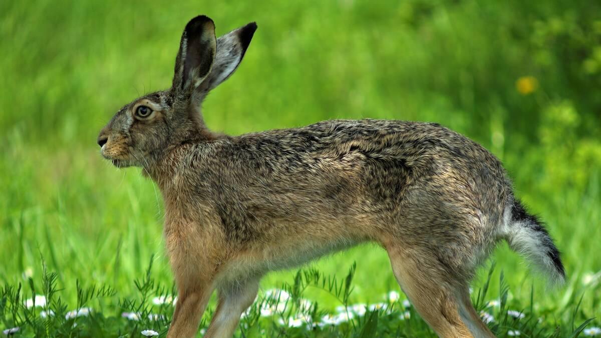 La liebre europea amenaza la biodiversidad de la sierra y la costa de Perú