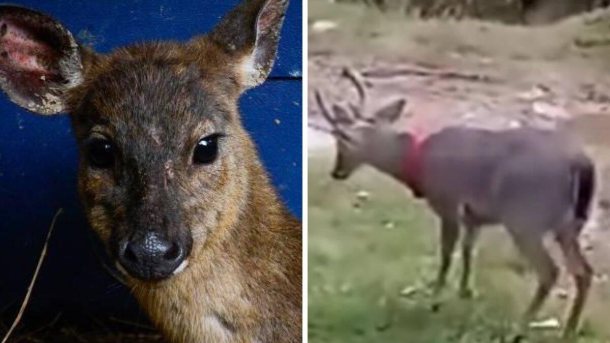 Venado de cola blanca es maltratado en páramo de Santurbán