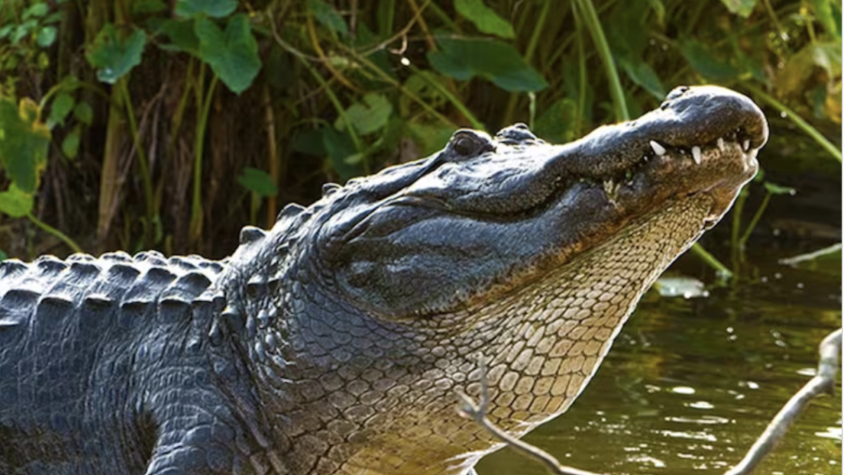 El verdadero motivo por el que hay tantos caimanes en Florida: datos ...