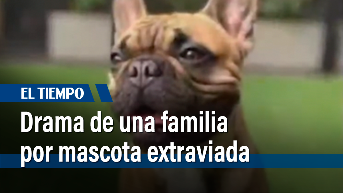 Dueños de perro bulldog robado en el barrio Olarte son extorsionados
