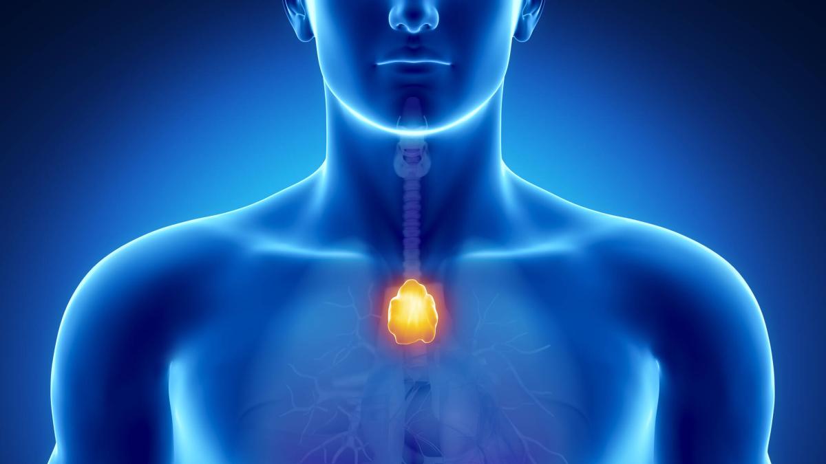Glándula Timo Qué Es Y Qué Rol Juega Este órgano En El Sistema