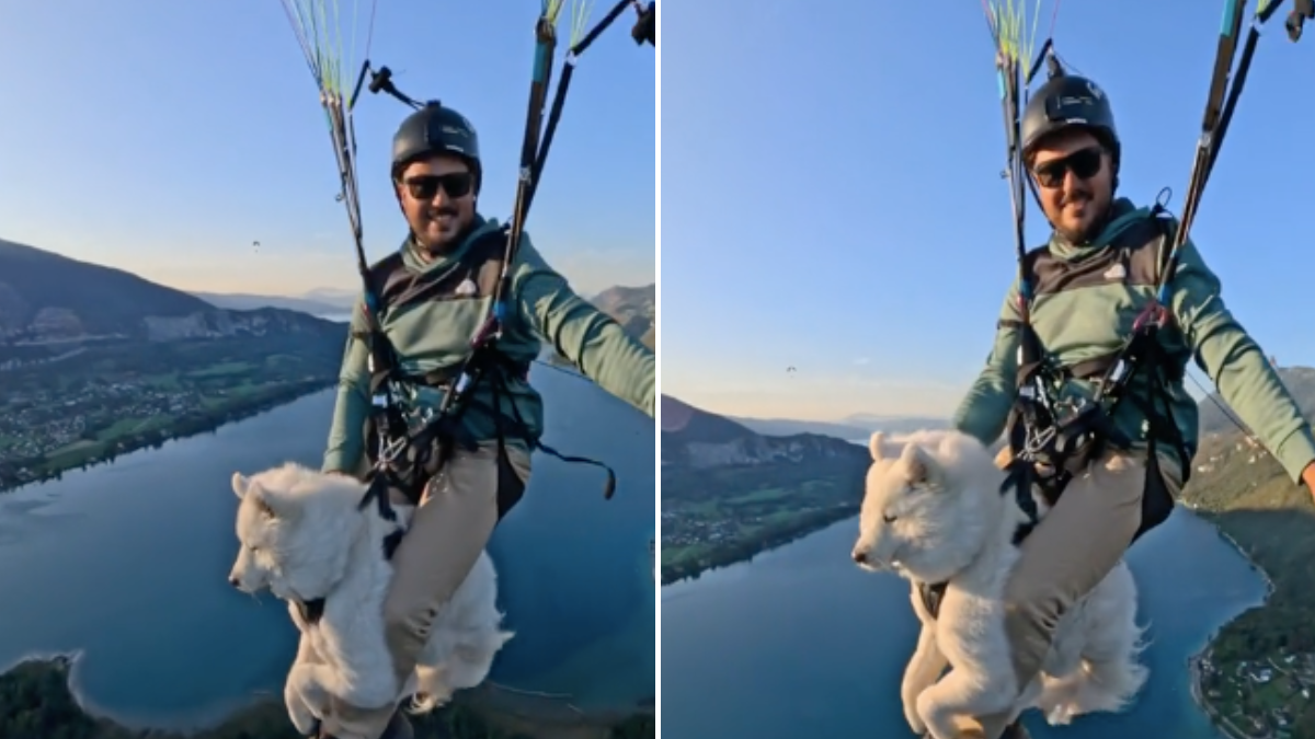 Video viral de un tiktoker saltando con su perro en paracaídas es ...
