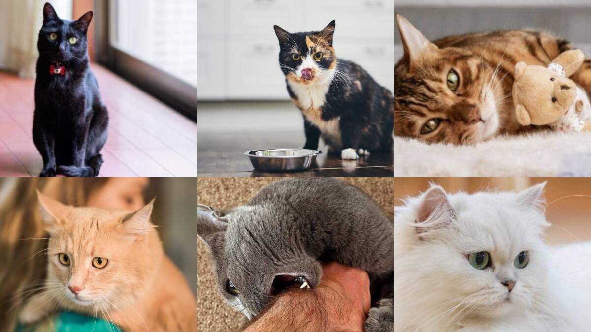 Color del gato define su personalidad: así se comportaría, según su pelo