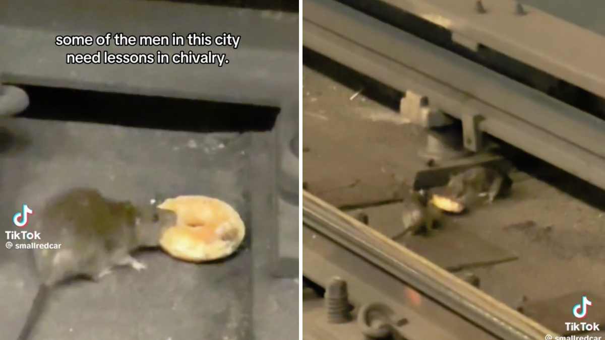 Video viral: rata comparte dona con otra en el metro de Nueva York