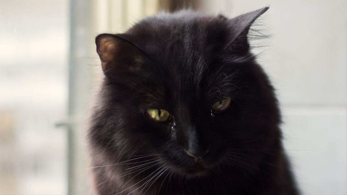 Un gato puede llorar con lágrimas reales: ¿en qué situaciones lo hacen?