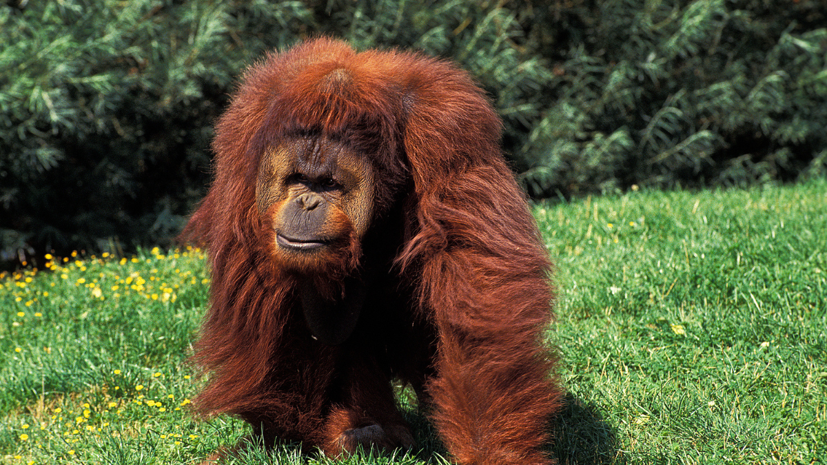 ¿Por qué se extinguió el Gigantopithecus, el simio más grande de la ...