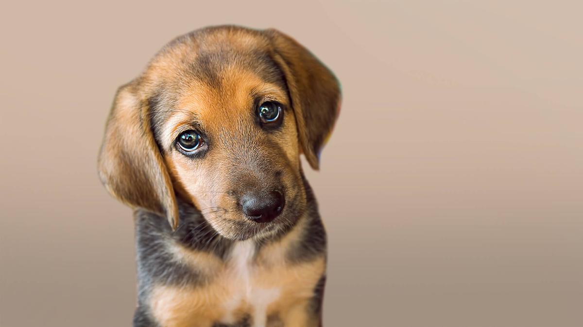 ¿Qué hacer si mi perro está decaído?