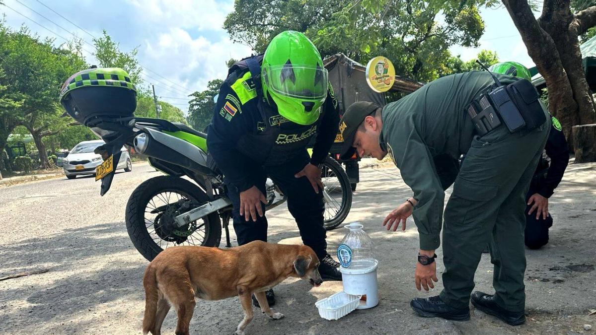 Caldas: en La Dorada animales sufren de sed a causa de las altas ...