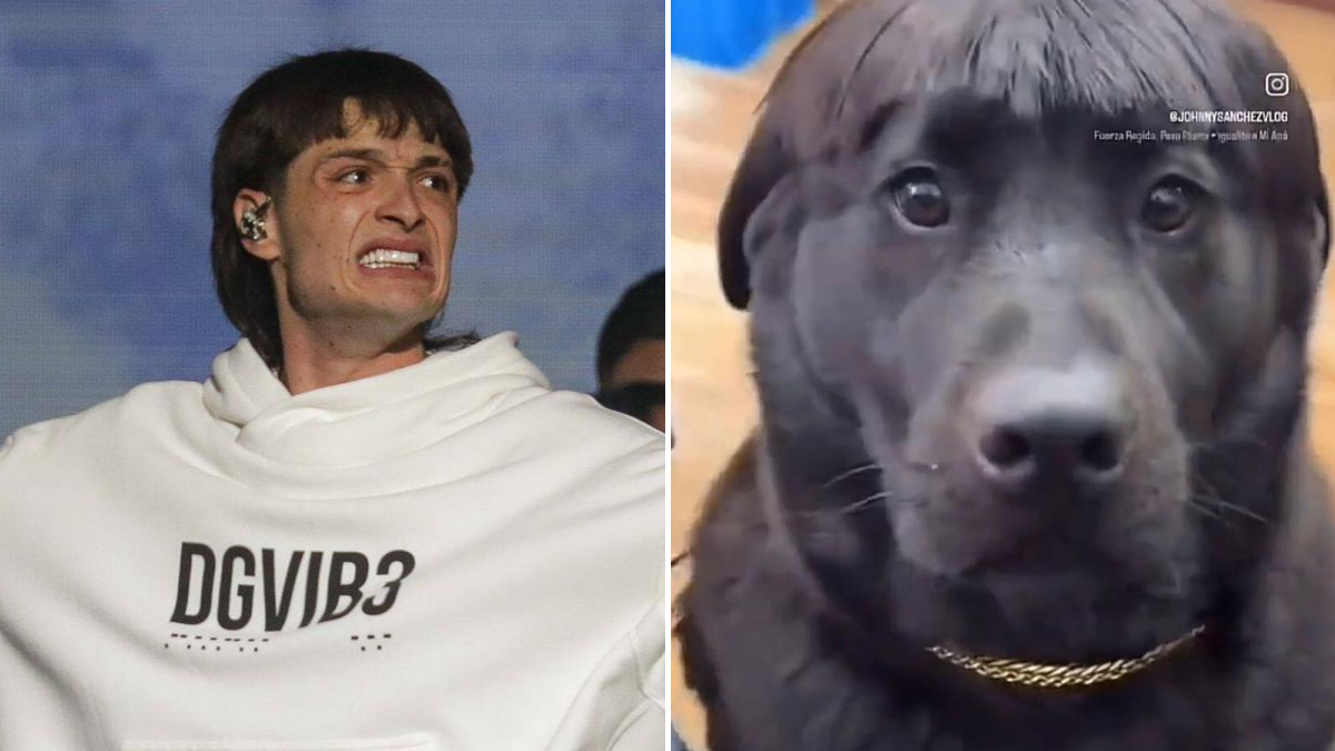 Perrito se hace viral en redes por parecido al artista Peso Pluma y ...