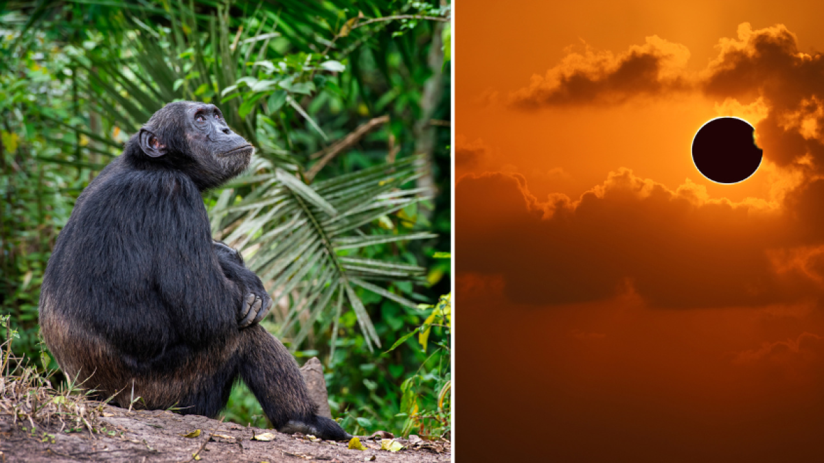 El estudio que hicieron con chimpancés durante un eclipse solar en 1986
