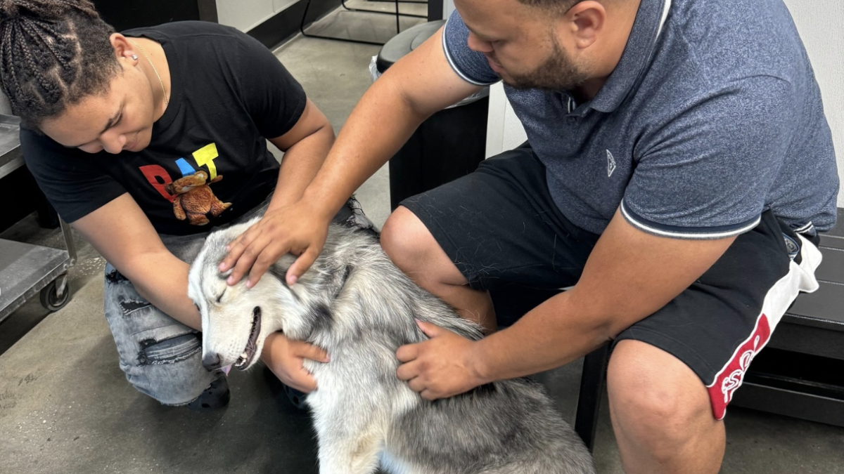 Florida: el perro que se perdió en Miami y apareció a 400 kilómetros 6 ...