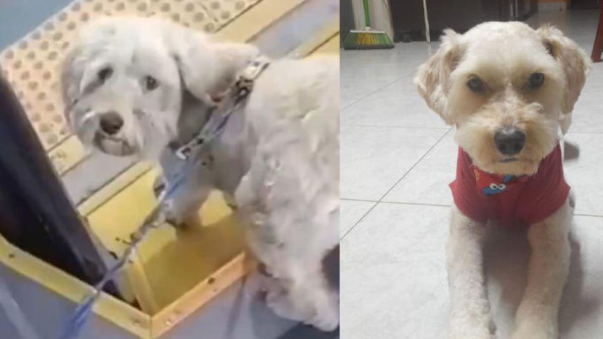 Perro que fue amarrado y abandonado en bus de TransMilenio fue adoptado ...