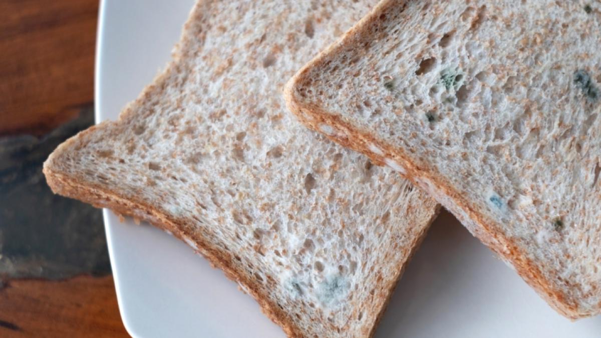 Lo que le pasa a su cuerpo si se come un pan con moho por error: ojo ...