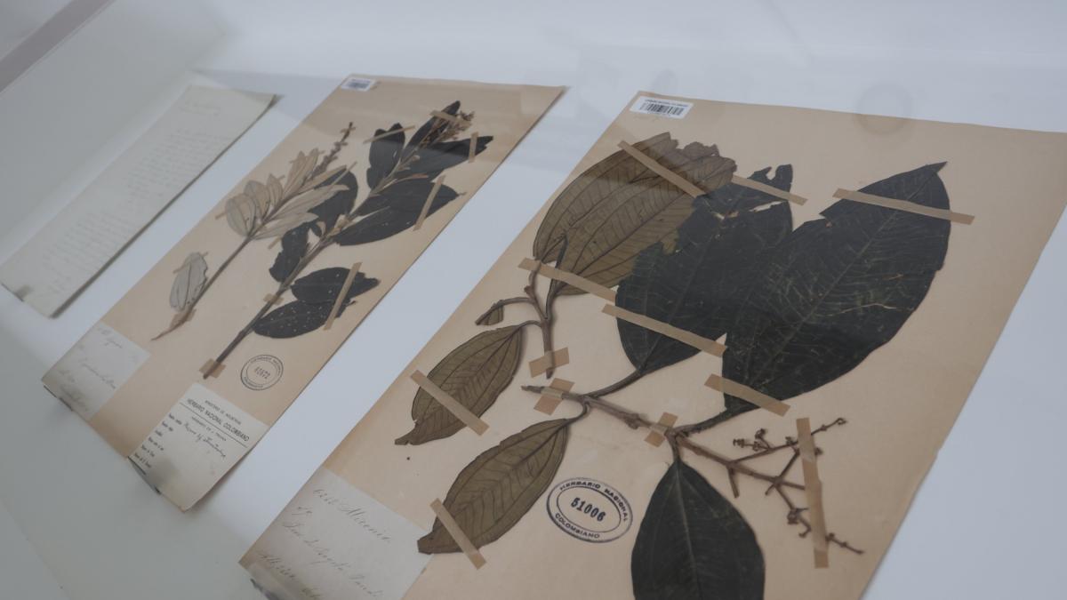 La historia de los mapas y bocetos inéditos de Agustín Codazzi que ...