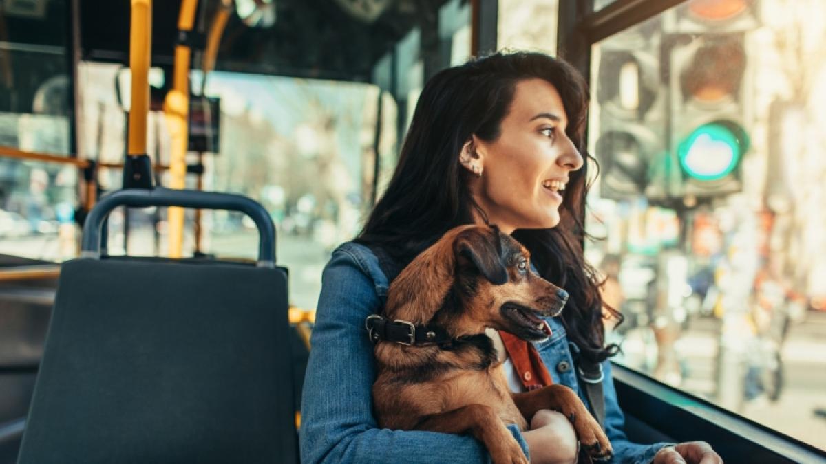 ¿Cuáles son las normas que se deben cumplir para llevar una mascota en ...