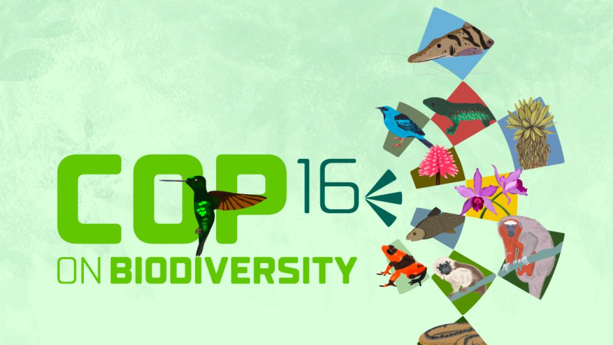 What is it, why is it important and what does COP16 leave behind for ...