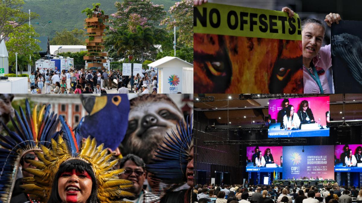 Programación de la COP16 hoy 29 de octubre en Cali | Eventos ...