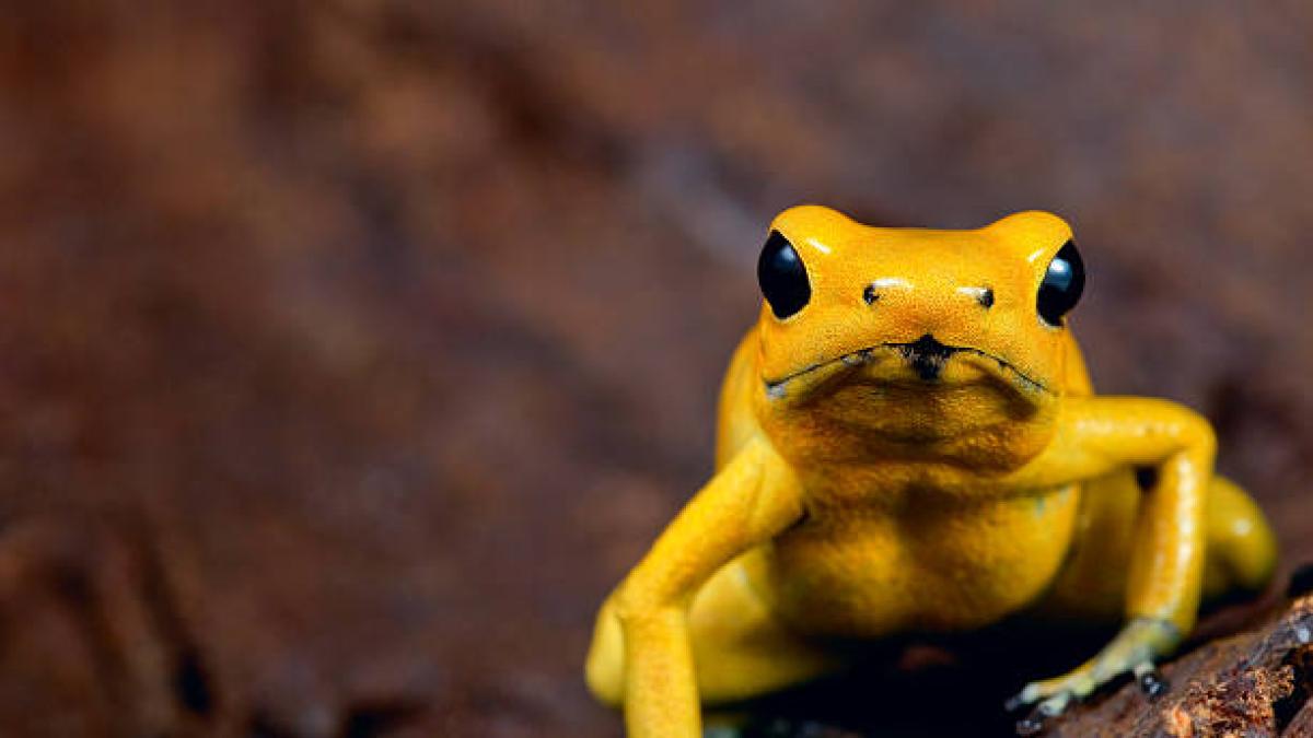 La lucha por recuperar ranas consideradas extintas en Panamá