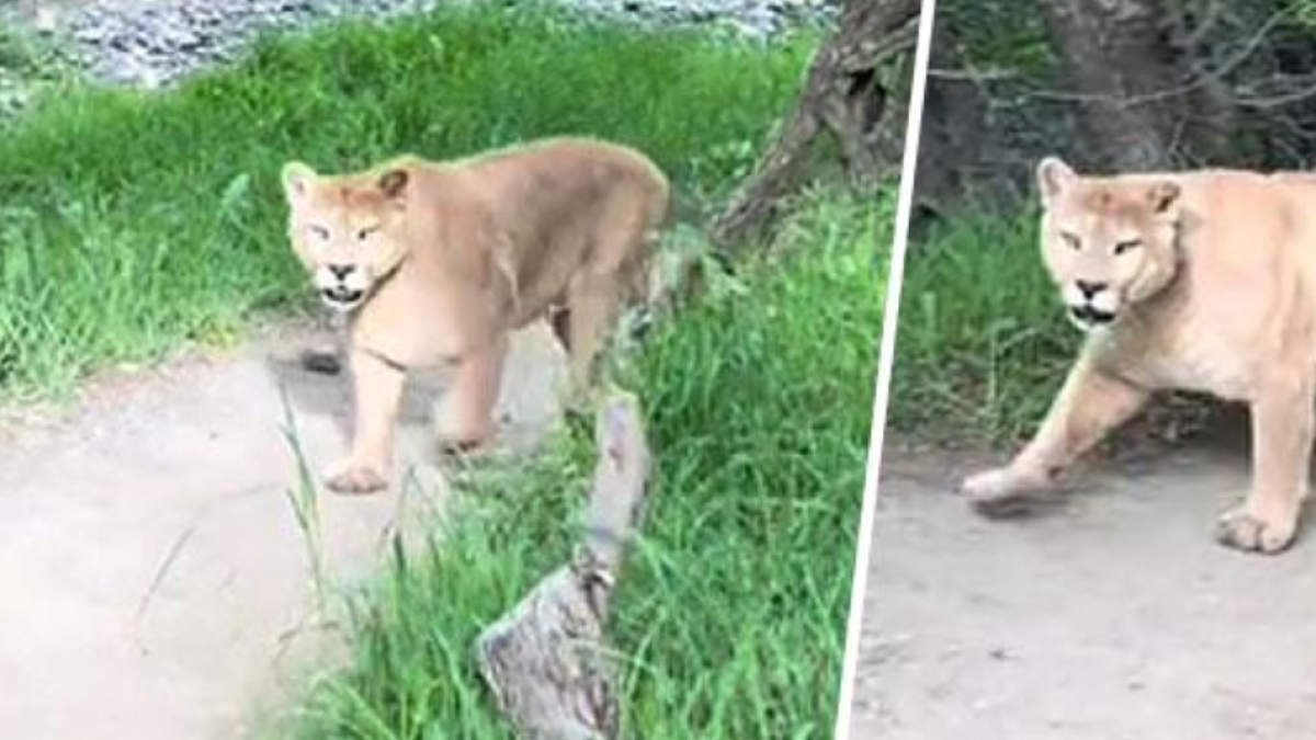 Video | El impactante momento en el que turista se encuentra de frente ...