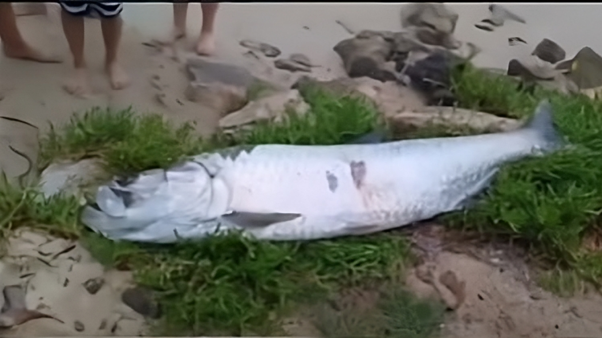 Capturan sábalo gigante en San Antero: 'Es un orgullo ver lo que ...