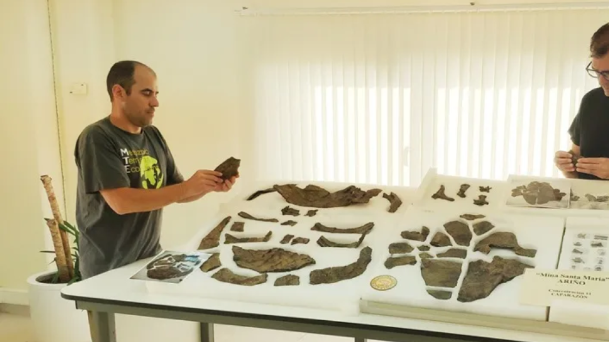 Paleontólogos descubren el esqueleto más completo de una tortuga de ...
