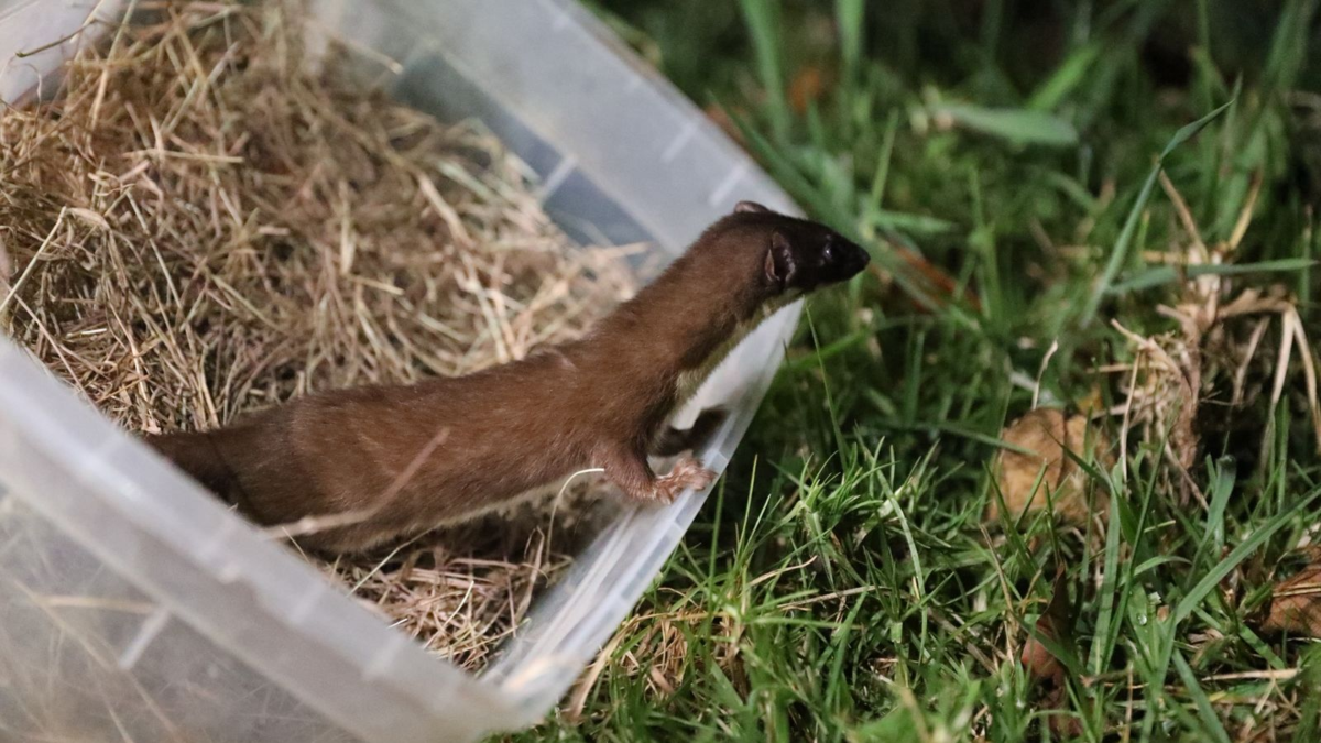Un venado, dos zorros y más animales regresaron a la libertad en ...