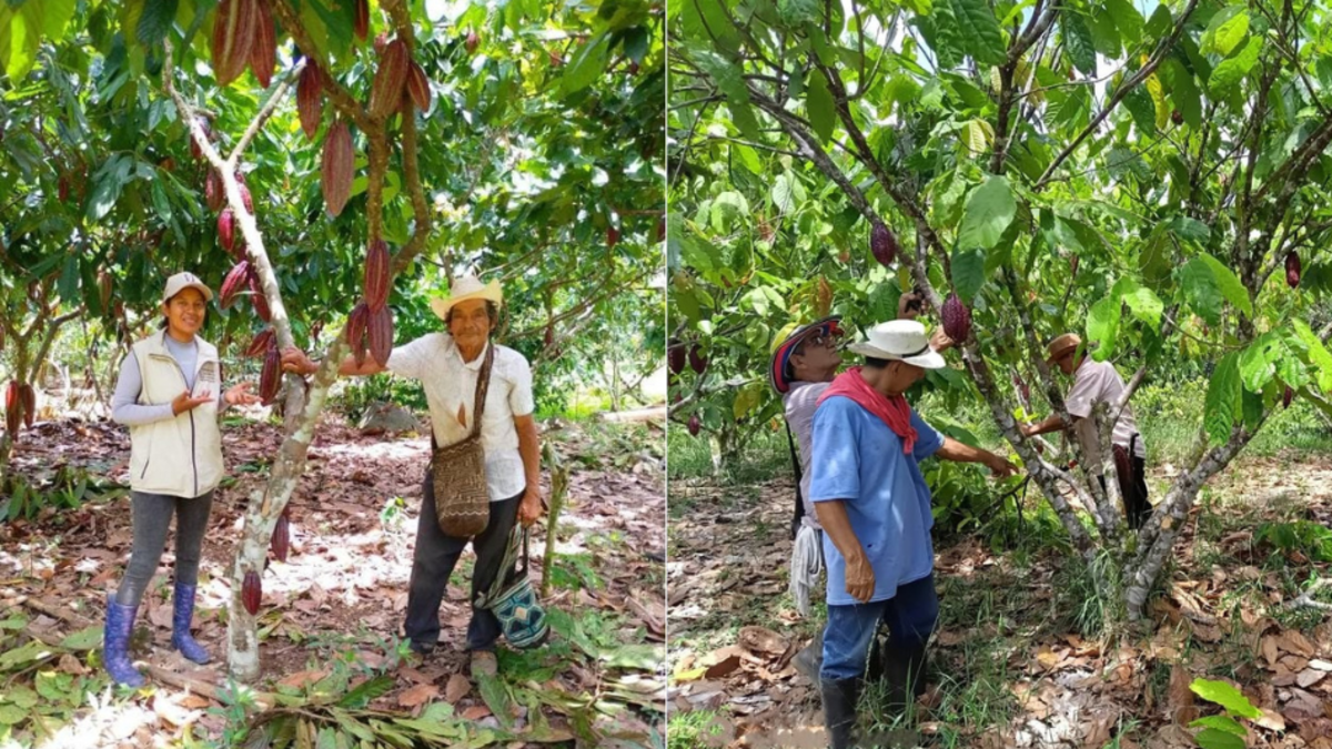 Santander activa plan interinstitucional para proteger el cacao frente ...