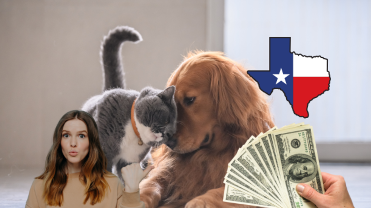 Si tiene mascotas, está obligado a cumplir con esto en Texas o puede ...