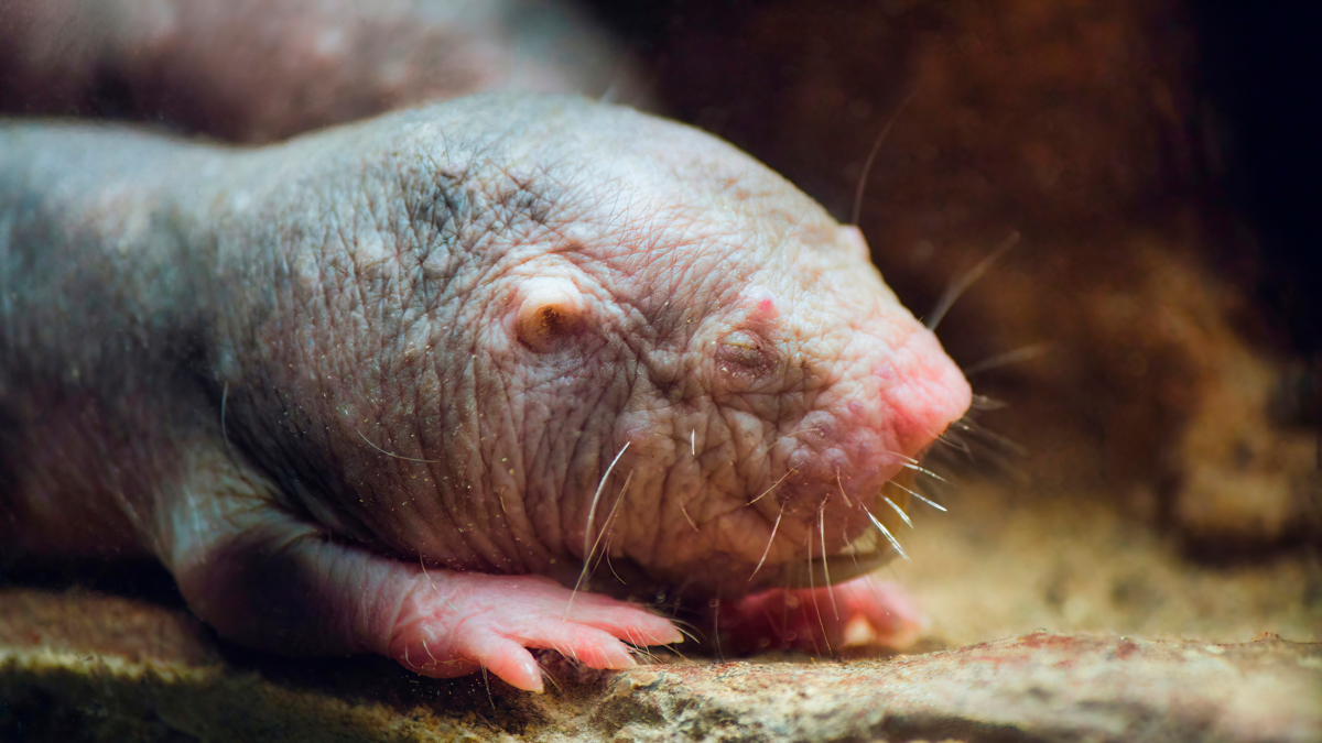 Descubren el superpoder detrás de la longevidad de la rata topo desnuda ...