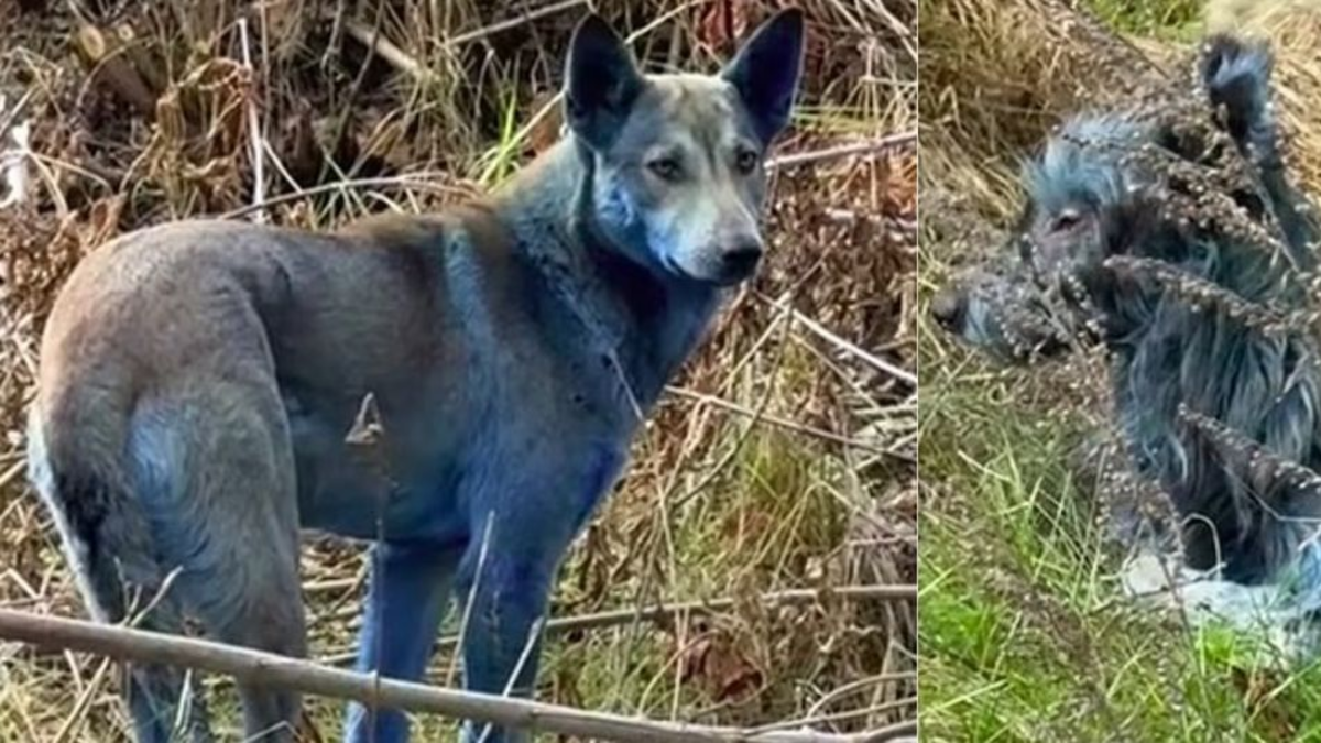 Investigadores descubrieron 'perros azules' en Chernóbil: así se ve ...
