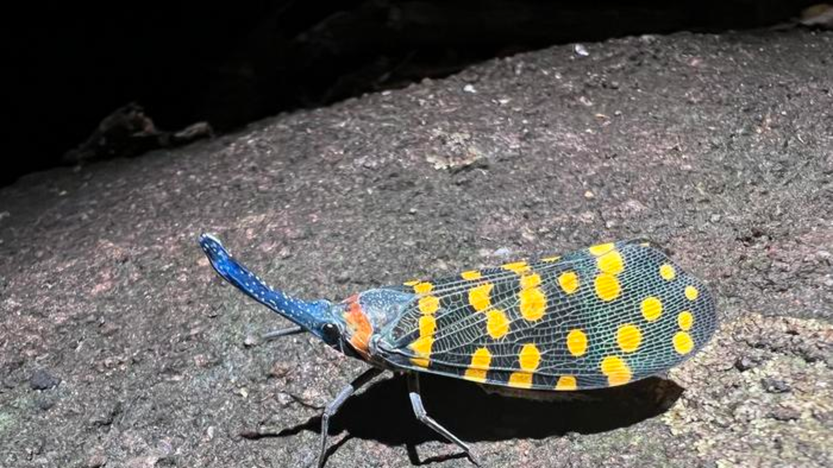 La ciencia describe más de 16.000 nuevas especies cada año, el mayor ...