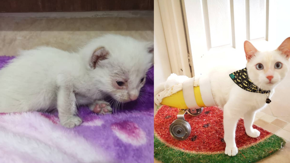 'Angelito', el gato al que muchos le sugirieron eutanasia, pero que se ...
